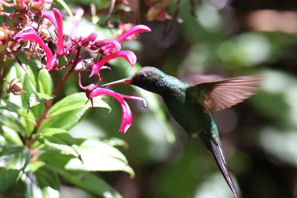 Hispaniolan Emerald from Tireo (D. M.)., Dominican Republic on March 19 ...