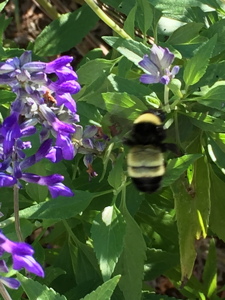 American Bumble Bee from 4913 Pawnee Pathway, Wichita Falls, TX, US on ...
