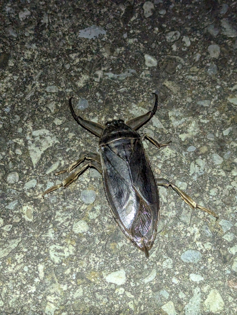 American Giant Water Bug in March 2025 by Pauline Catling · iNaturalist