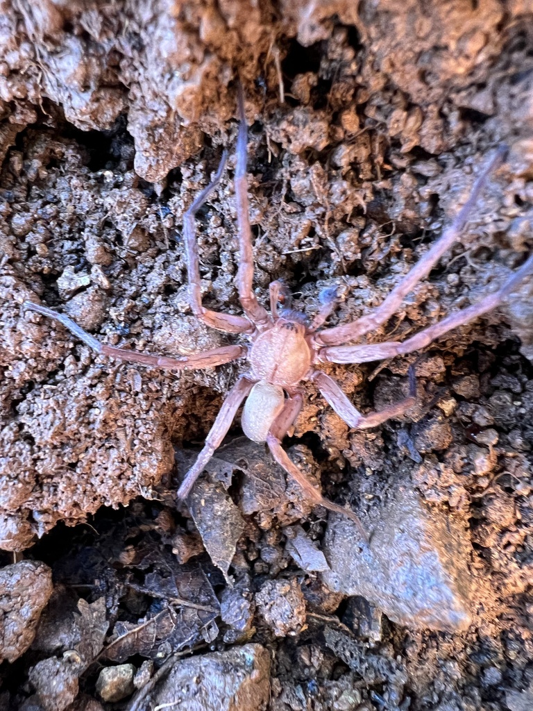 Rocky Canyon Spiders from La Grange, CA, US on March 18, 2025 at 03:43 ...