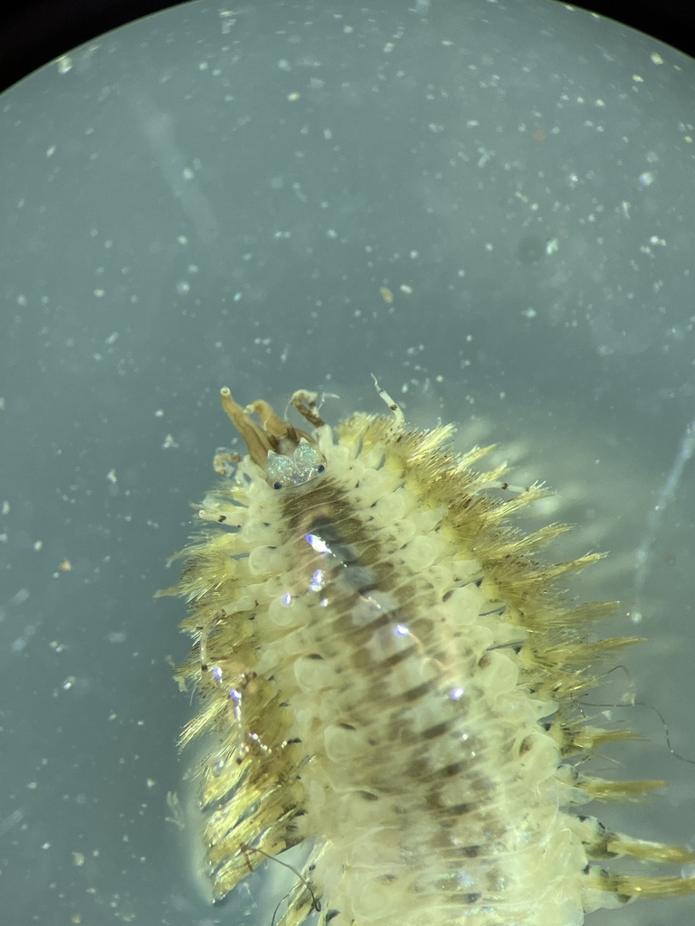 Scaleworms from Port Phillip, Williamstown, VIC, AU on March 20, 2025 ...