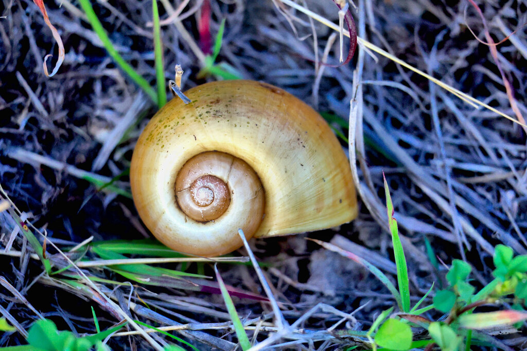 Common Apple Snails from Deer Park, TX, USA on March 19, 2025 at 06:59 ...
