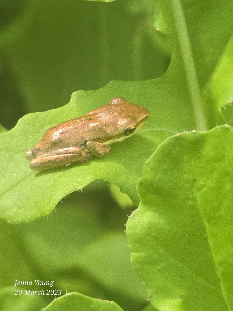Slender Tree Frog from Northcliffe WA 6262, Australia on March 20, 2025 ...