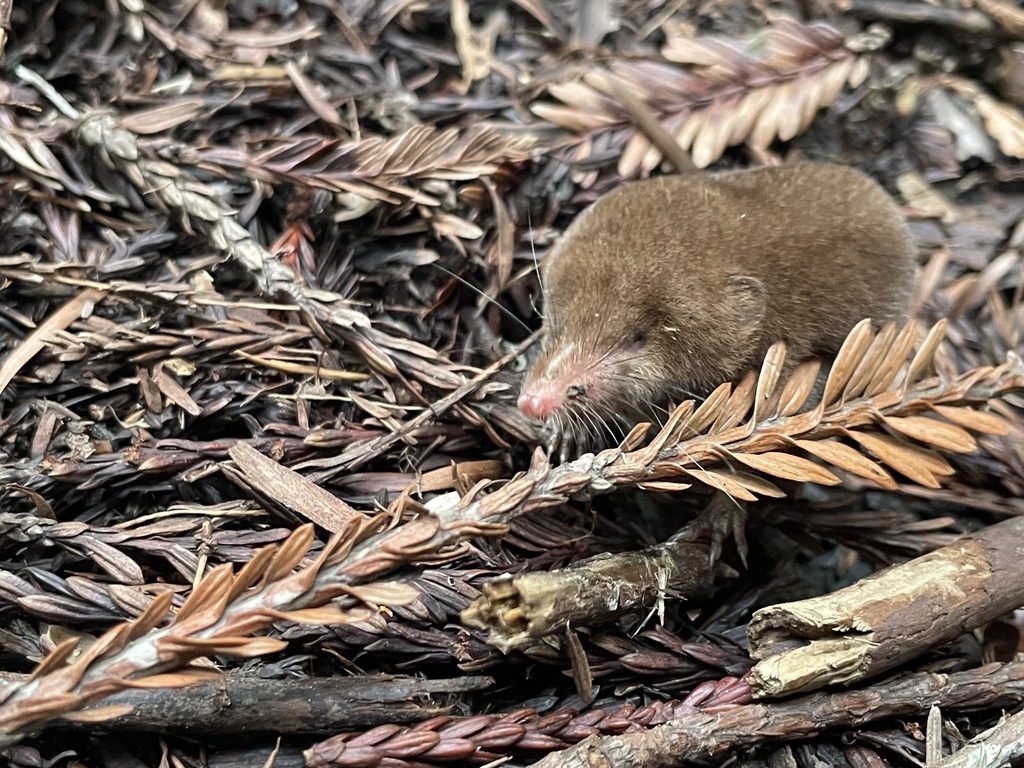 Fog Shrew from Humboldt Redwoods State Park, Redcrest, CA, US on March ...