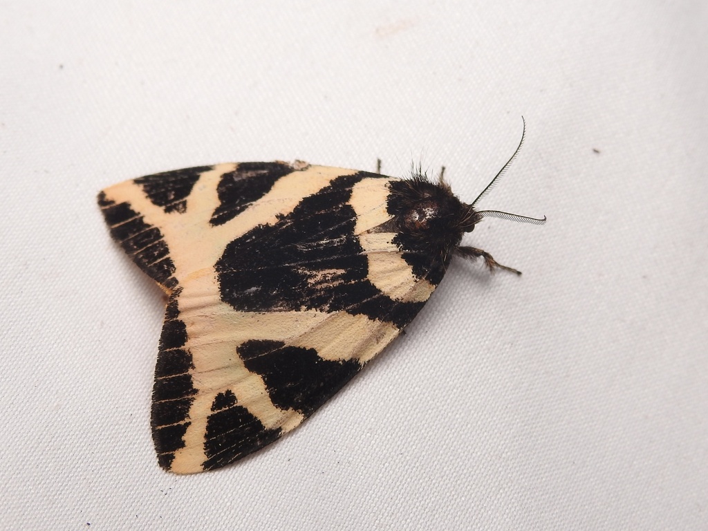 Numenes disparilis from 氷ノ山後山那岐山国定公園, 香美町, 兵庫県, JP on September 9, 2023 ...