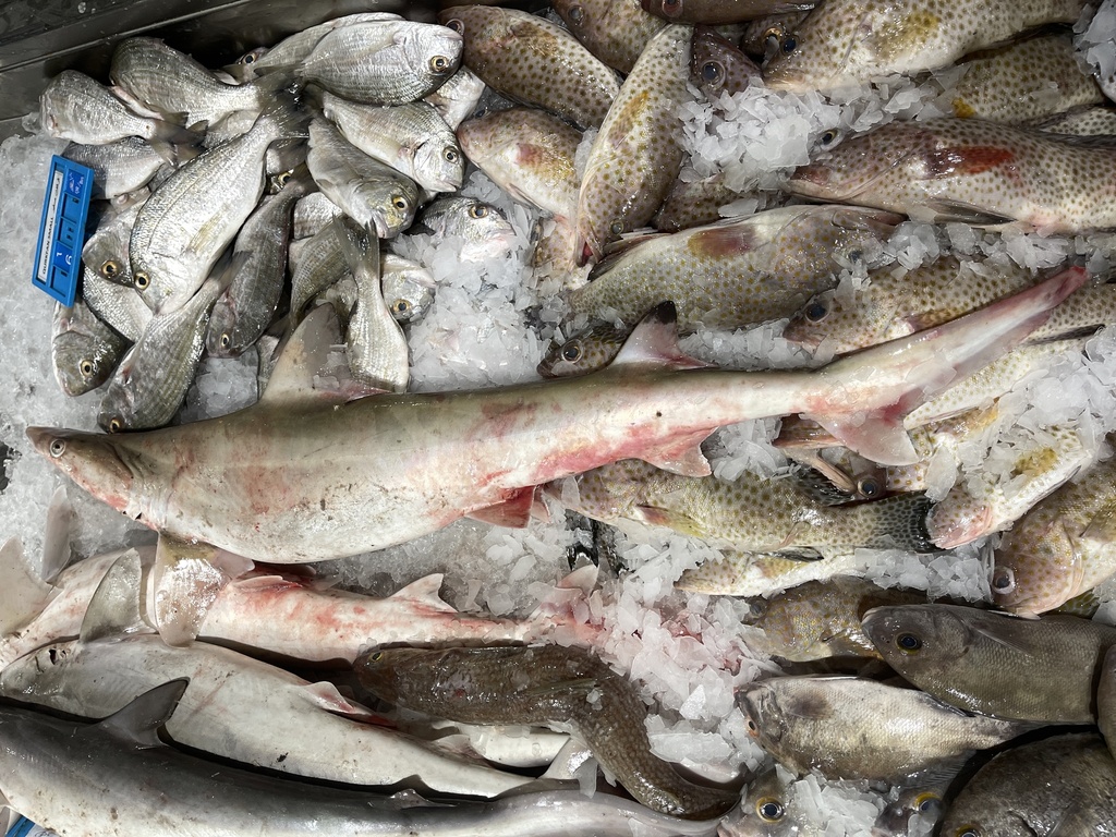 Hooktooth Shark in March 2025 by fahoodie1852 · iNaturalist