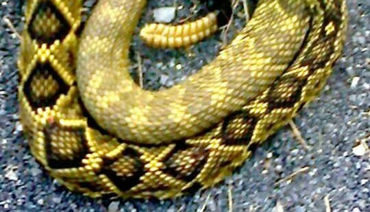 Totonacan Rattlesnake from Canadá 110 Los Cristales 64985 Monterrey, N ...