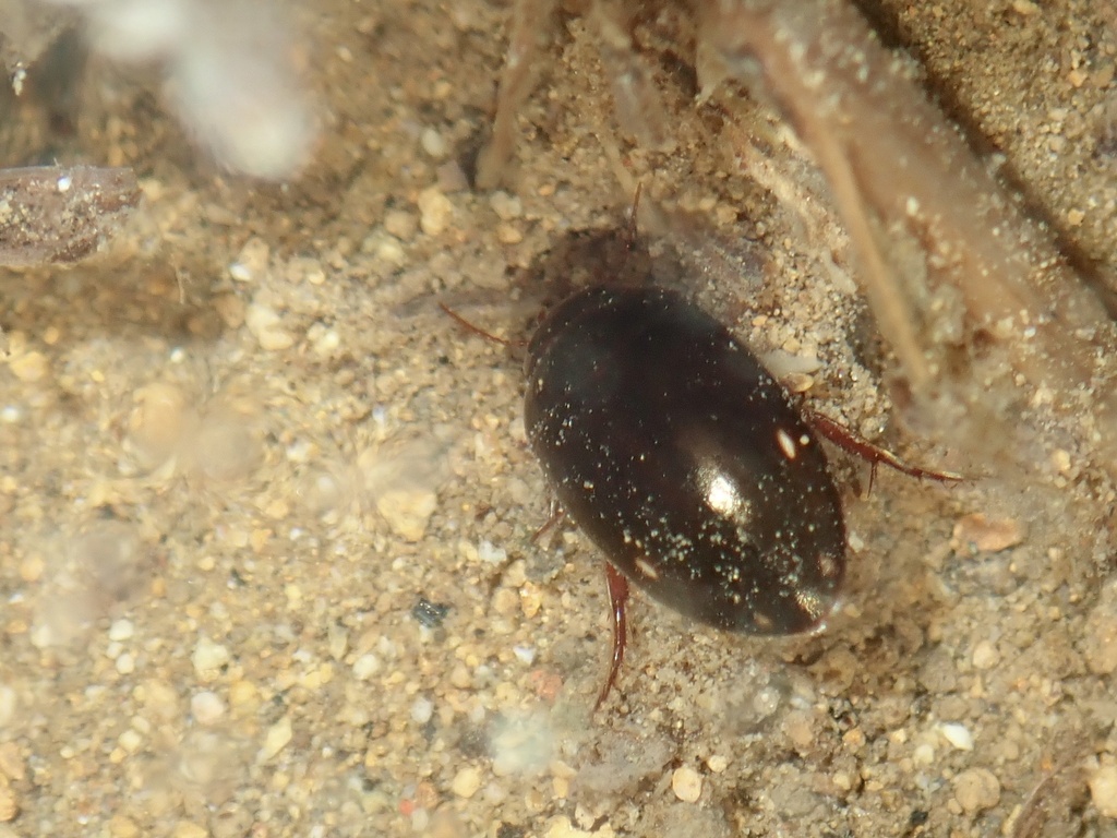 Platambus insolitus in May 2024 by 栗鼠 · iNaturalist