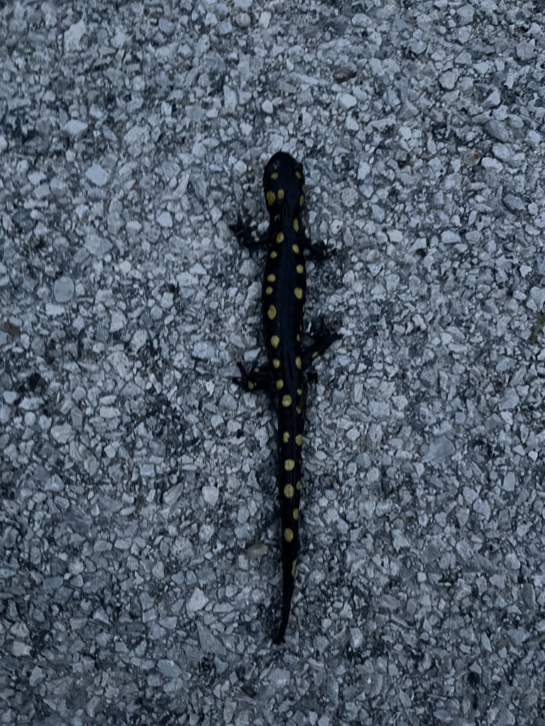 Spotted Salamander in March 2025 by Esme Batten. Observed on road along ...