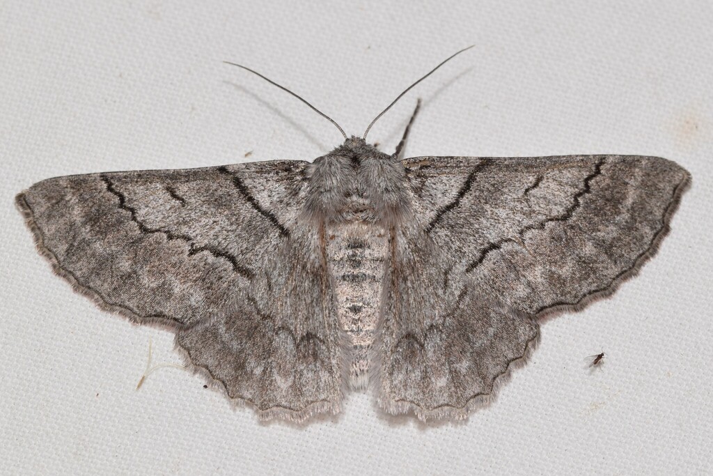 Varied Grey Moth from Queanbeyan NSW, Australia on March 20, 2025 at 10 ...