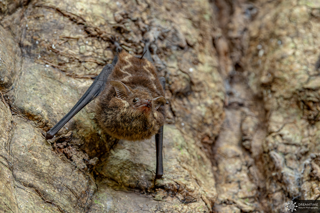 Greater Sac-winged Bat from Saül 97314, Guyane française on February 25 ...