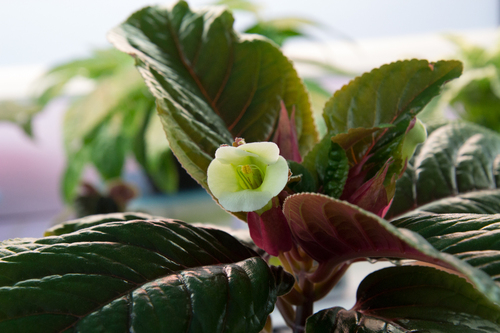 Sinningia helleri · iNaturalist