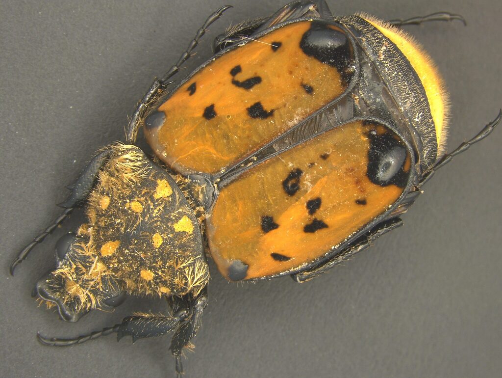 Maculated Scarab from Gainesville, FL, USA on March 18, 2025 at 10:10 ...