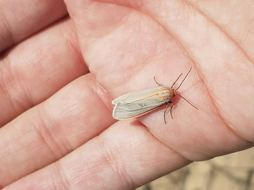 Sprague's Pygarctia in September 2016 by Shelby Frizzell · iNaturalist