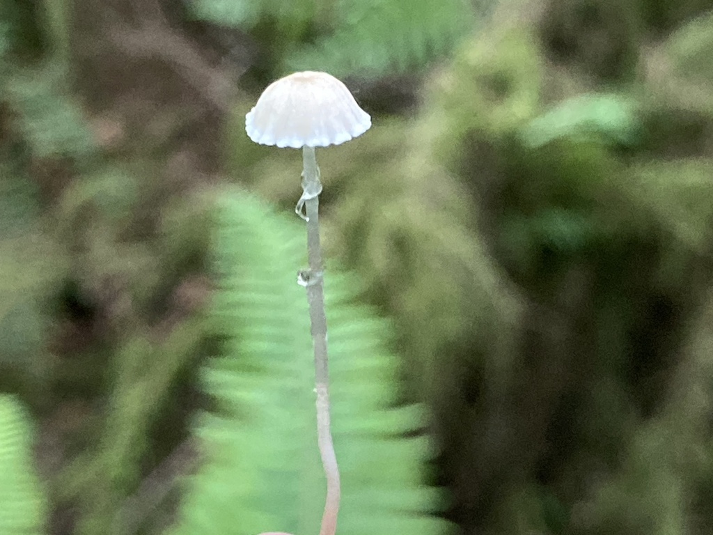 Dripping Bonnet from Sunshine Falls Ln, North Vancouver, BC, CA on May ...