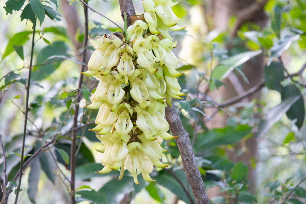 Birdwood's Mucuna from 中国广东省东莞市 on March 20, 2025 at 05:28 PM by 冰鸟 ...