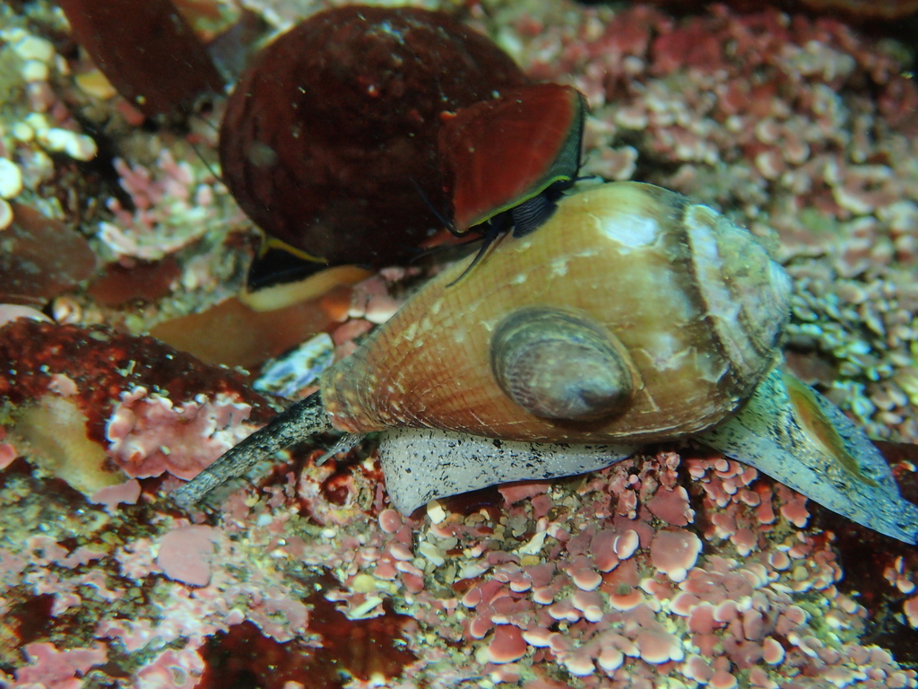 California Cone in April 2021 by Andrew Harmer · iNaturalist