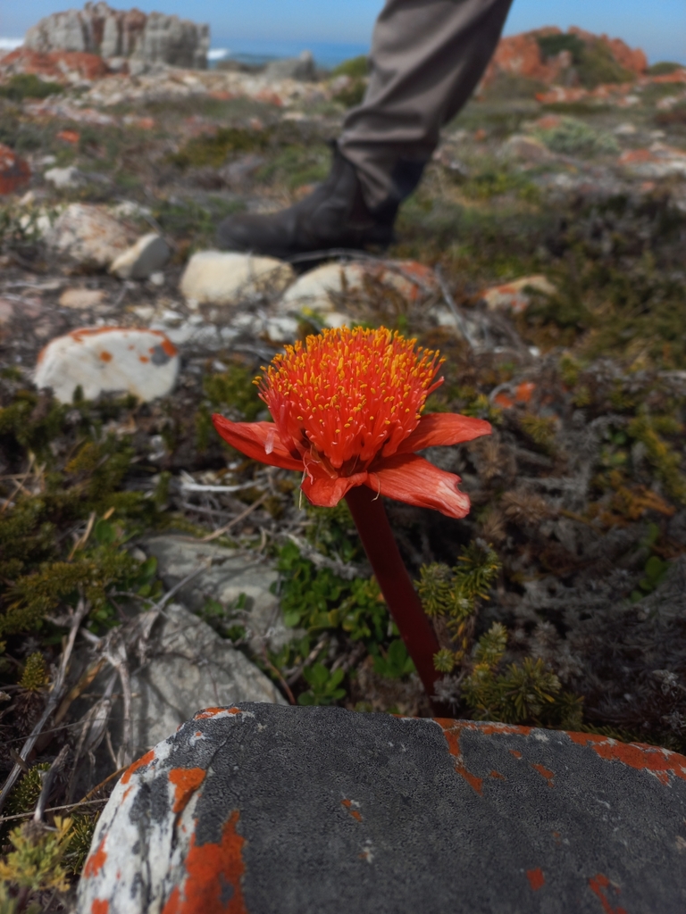 Smooth Bloodlily from Hessequa Local Municipality, South Africa on ...