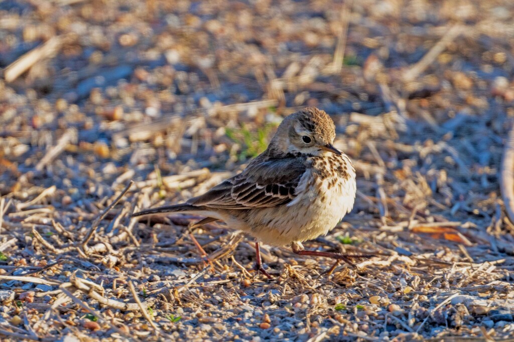 American Pipit from Lincoln, NE, USA - Holmes Lake on March 20, 2025 at ...