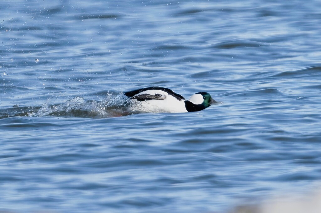 Bufflehead from Capitol Beach, Lincoln, NE, USA on March 20, 2025 at 08 ...