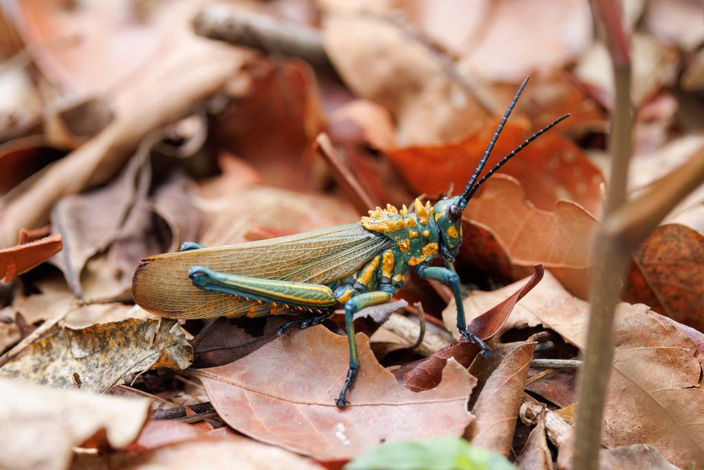 Phymateus madagassus from Marovoay, Madagascar on November 30, 2024 at ...
