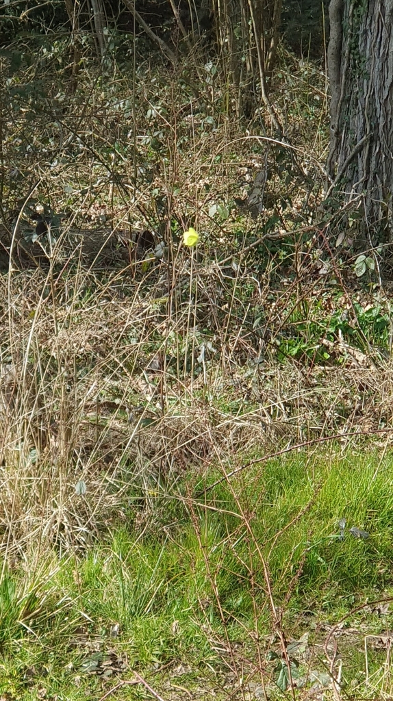 Common Brimstone from Hook RG27, UK on March 20, 2025 at 01:15 PM by ...