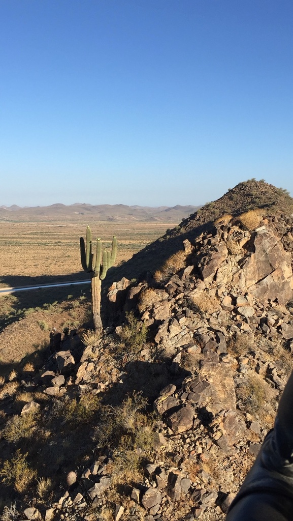 Saguaro en junio 2017 por Eric Cruz Murphy. Old photos · iNaturalist Mexico