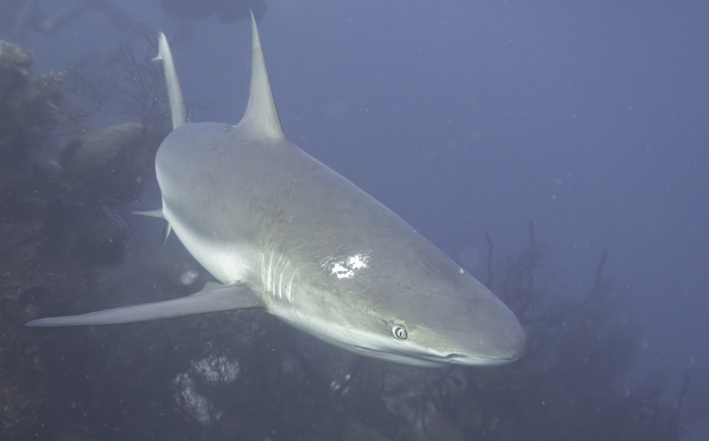 Caribbean Reef Shark in January 2025 by Phil Riebel. Elbow dive site ...