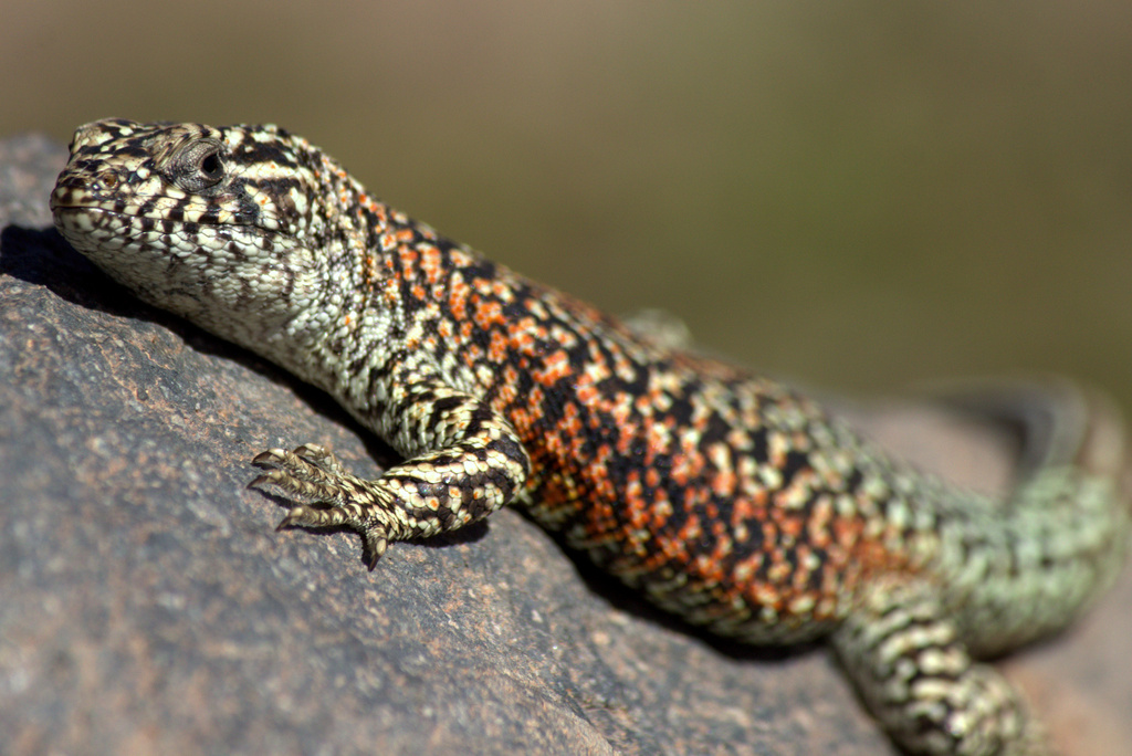 Antofagasta Smooth-throated Lizard from El Loa, Antofagasta, Chile on ...