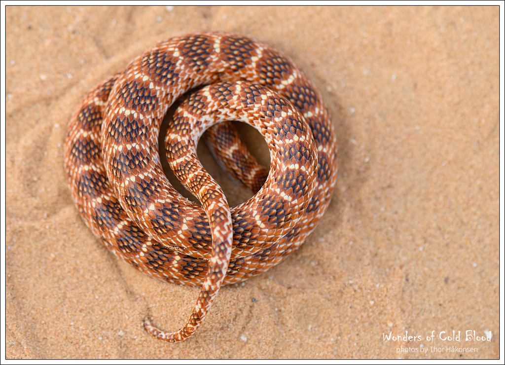 Awl-headed Snake from Be'er Sheva, Israel on May 3, 2019 at 07:04 AM by ...