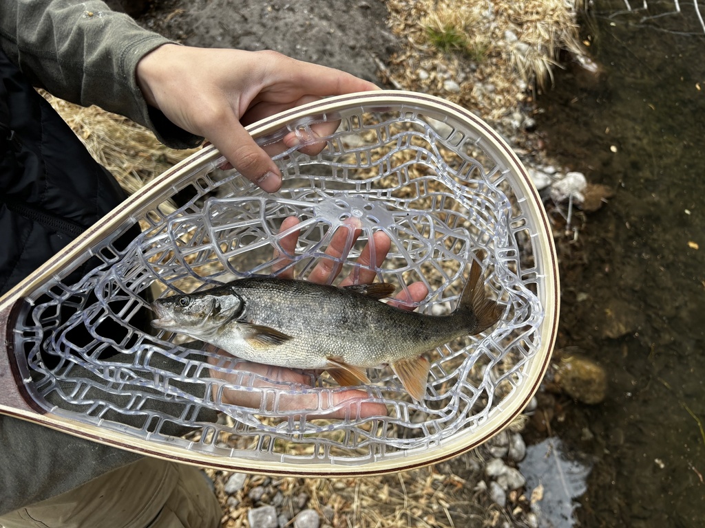 Roundtail Chub in March 2025 by Kainoa Lee · iNaturalist
