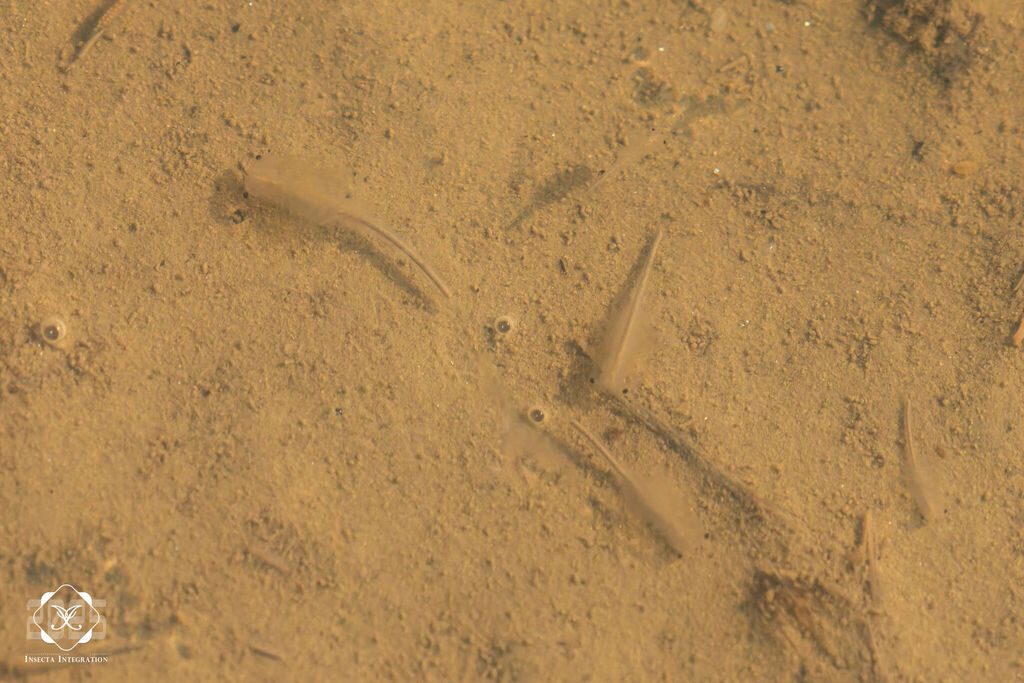 Branchinecta from University City, San Diego, CA, 美国 on March 20, 2025 ...