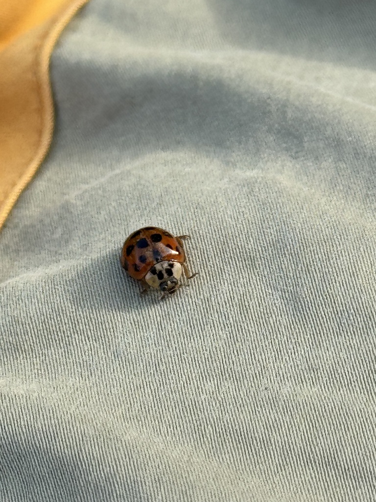 Asian Lady Beetle from E Denny Blaine Pl, Seattle, WA, US on March 01 ...