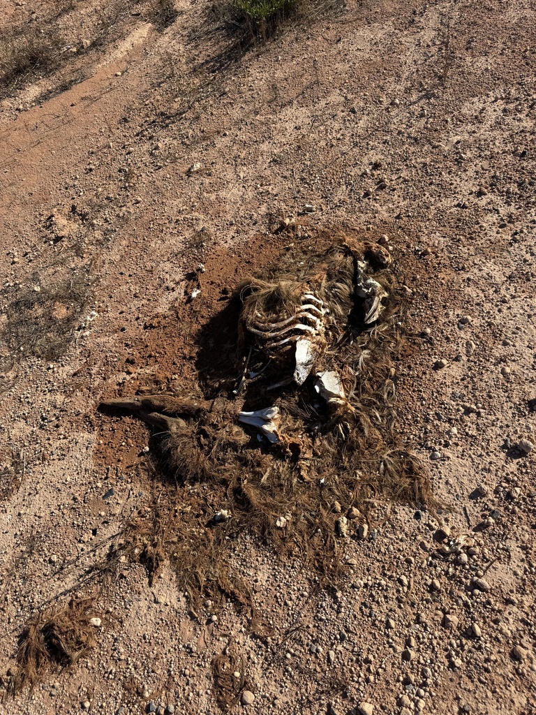 Emu from Monkey Mia Rd, Denham, WA, AU on March 18, 2025 at 04:13 PM by ...