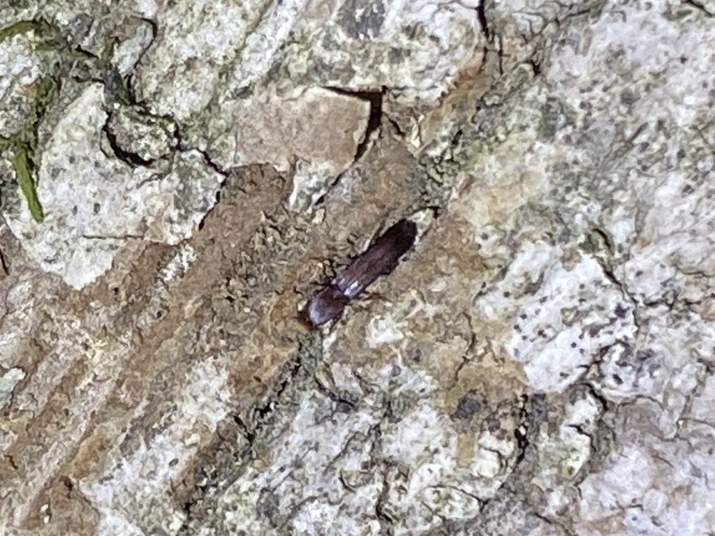 Sosylus gracilis from 本州, 宝塚市, 兵庫県, JP on May 29, 2020 at 08:42 PM by ...