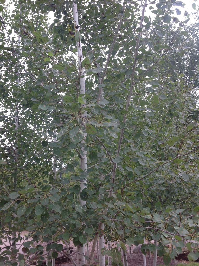 Quaking Aspen (Trees of Eastman Nature Center ) · iNaturalist