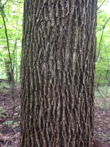 Green Ash (Trees of Eastman Nature Center ) · iNaturalist