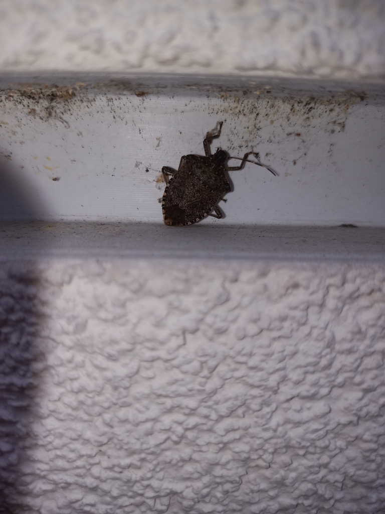 Brown Marmorated Stink Bug from 01-592 Warszawa, Polska on March 21 ...