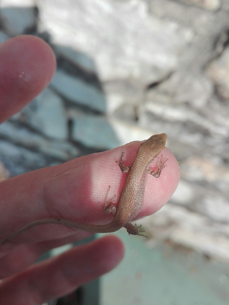 Greek Algyroides in July 2019 by Θοδωρής Σκούρος · iNaturalist