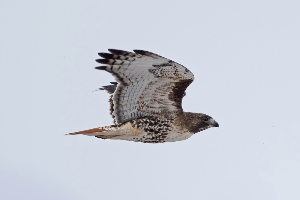 Northern Red-tailed Hawk from Lancaster County, NE, USA on March 21 ...