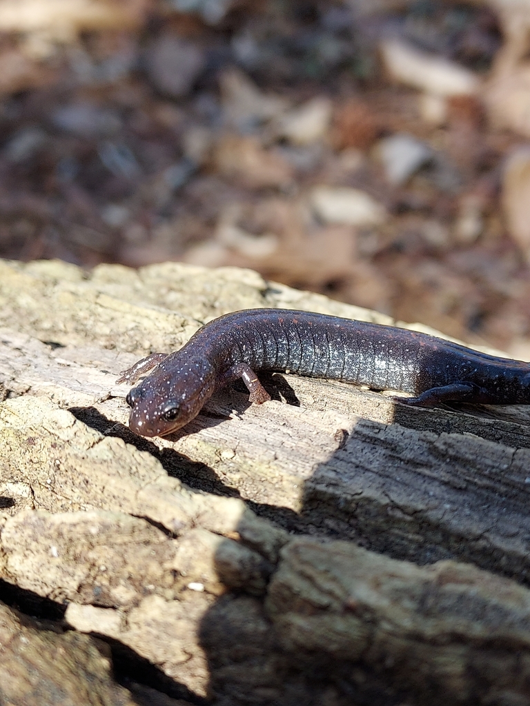 Eastern Red-backed Salamander from Durham, NC 27712, USA on March 21 ...