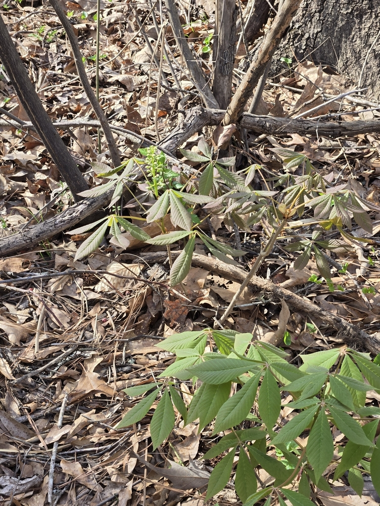 painted buckeye from Conyers, GA, USA on March 19, 2025 at 04:51 PM by ...