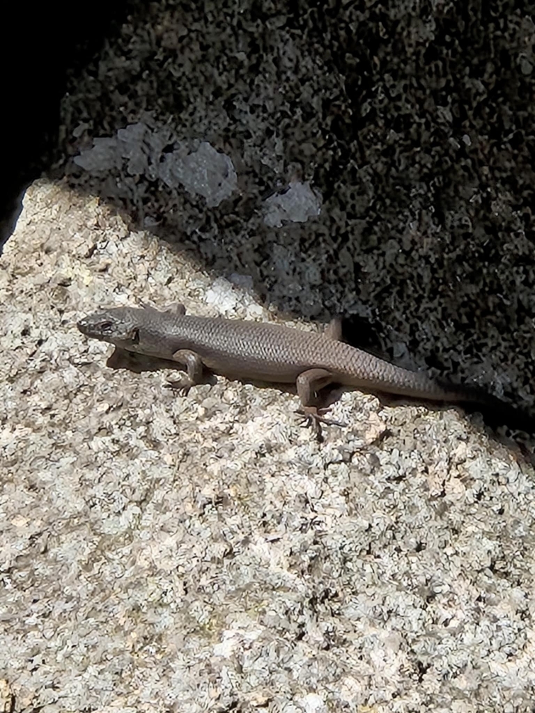 Black Rock Skink from Tarana NSW 2787, Australia on March 22, 2025 at ...