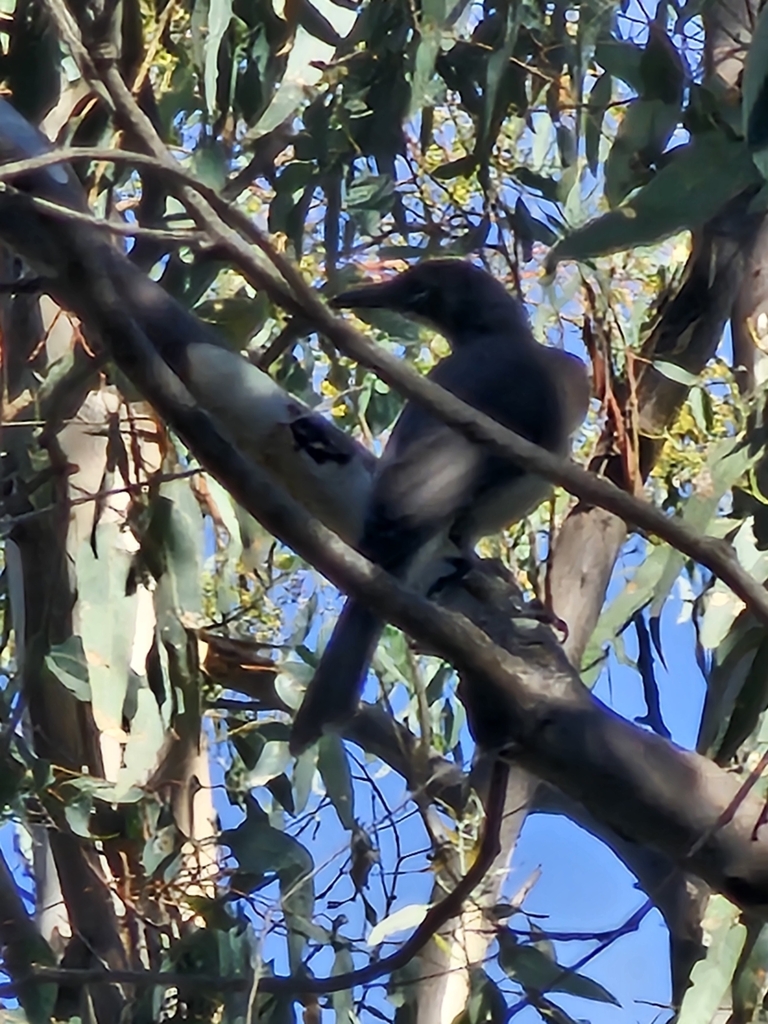Little Friarbird from Splitters Creek NSW 2640, Australia on March 22 ...