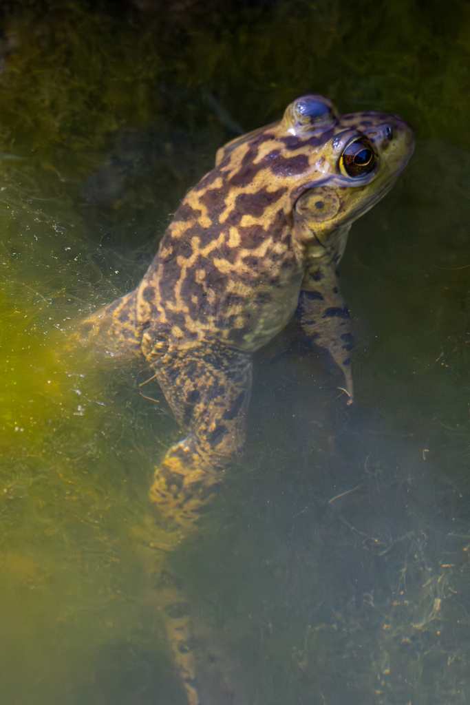 American Bullfrog from Nishikyo Ward, Kyoto, Japan on March 22, 2025 at ...