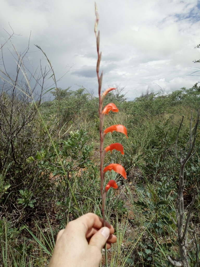 Pouch Pypie from Otjozondjupa Region, Namibia on March 21, 2025 at 12: ...