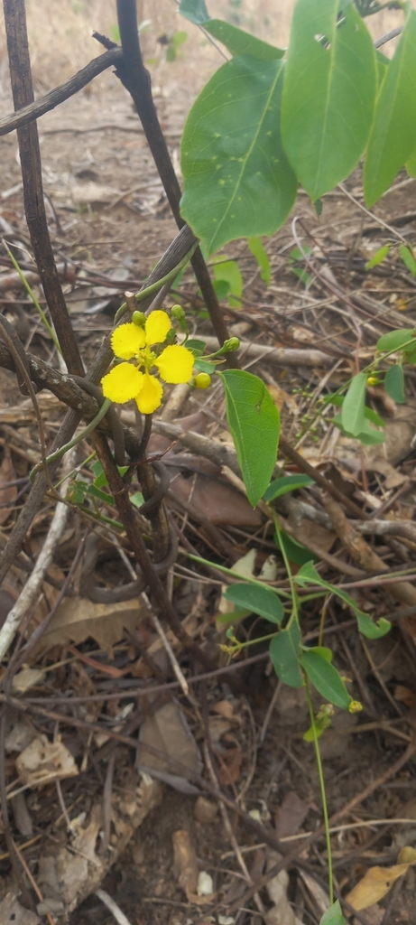 Stigmaphyllon ellipticum from Jiquipilas, MX-CH, MX on March 21, 2025 ...
