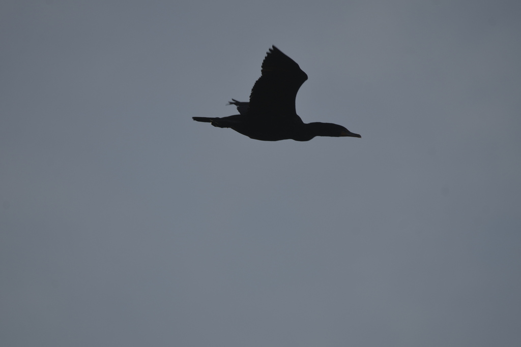 Double-crested Cormorant from 1306 Bath Rd, Bristol, PA 19007, USA on ...