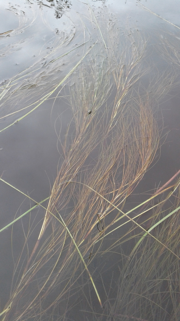 Sheathed Pondweed from Division No. 15, AB, Canada on August 10, 2019 ...
