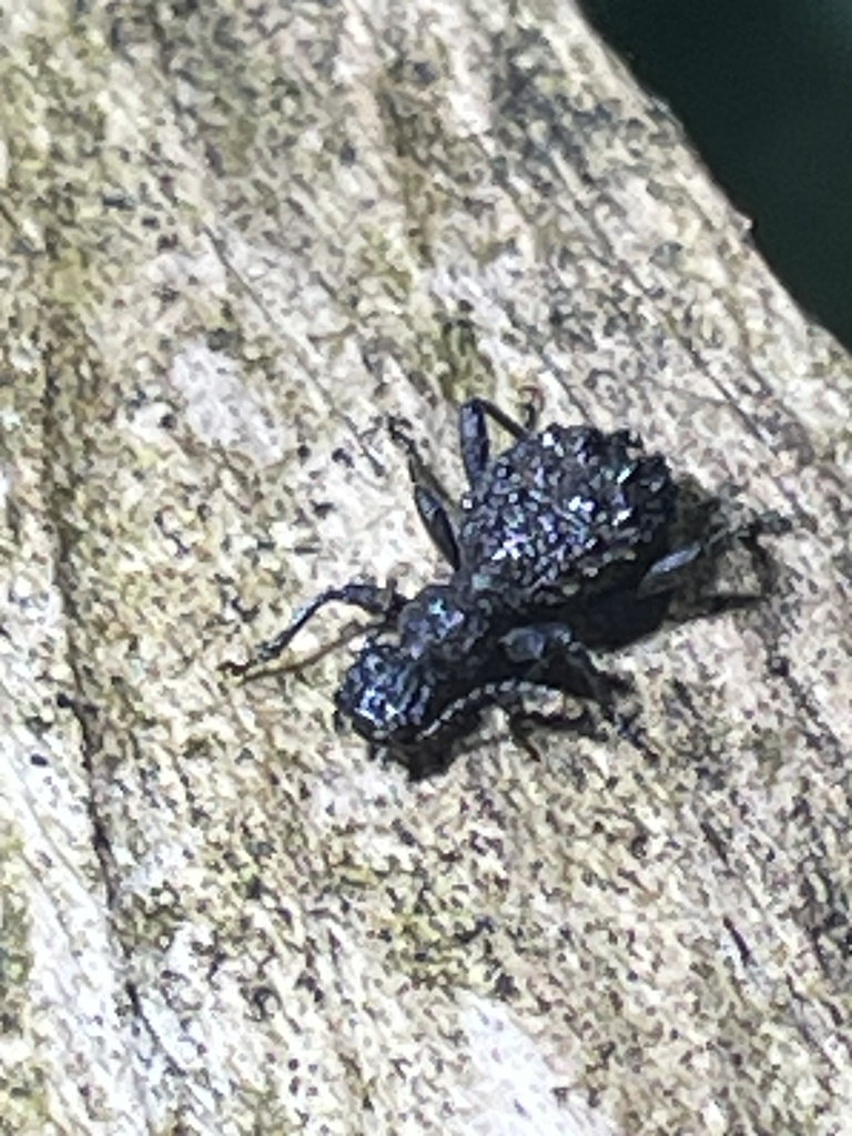 Laenini from Santa Marta, Magdalena, Colombia on March 3, 2025 at 09:38 ...